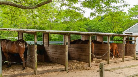 Horse Barn Structures – Slip Stalls – The Horse's Advocate