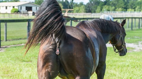 Horse Reproduction – The Estrous Cycle – The Horse's Advocate
