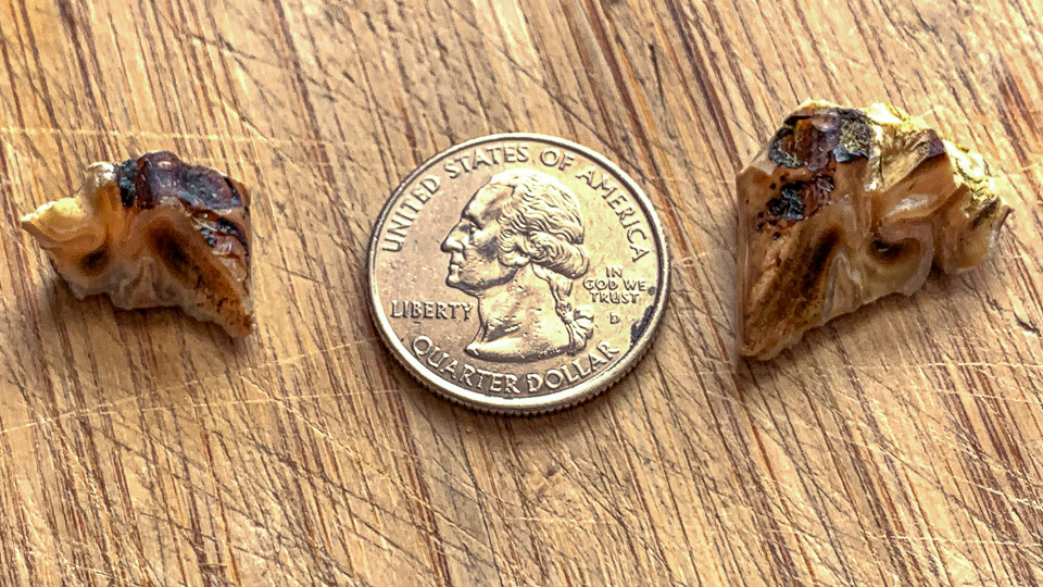 Horse Dentistry – Frequently Asked Questions – The Horse's Advocate