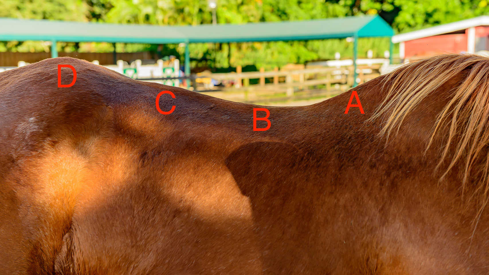 Protein Deficiency In Horses at Ava Ewers blog